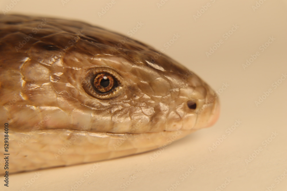 European glass lizard isolated on white background. Legless lizard ...