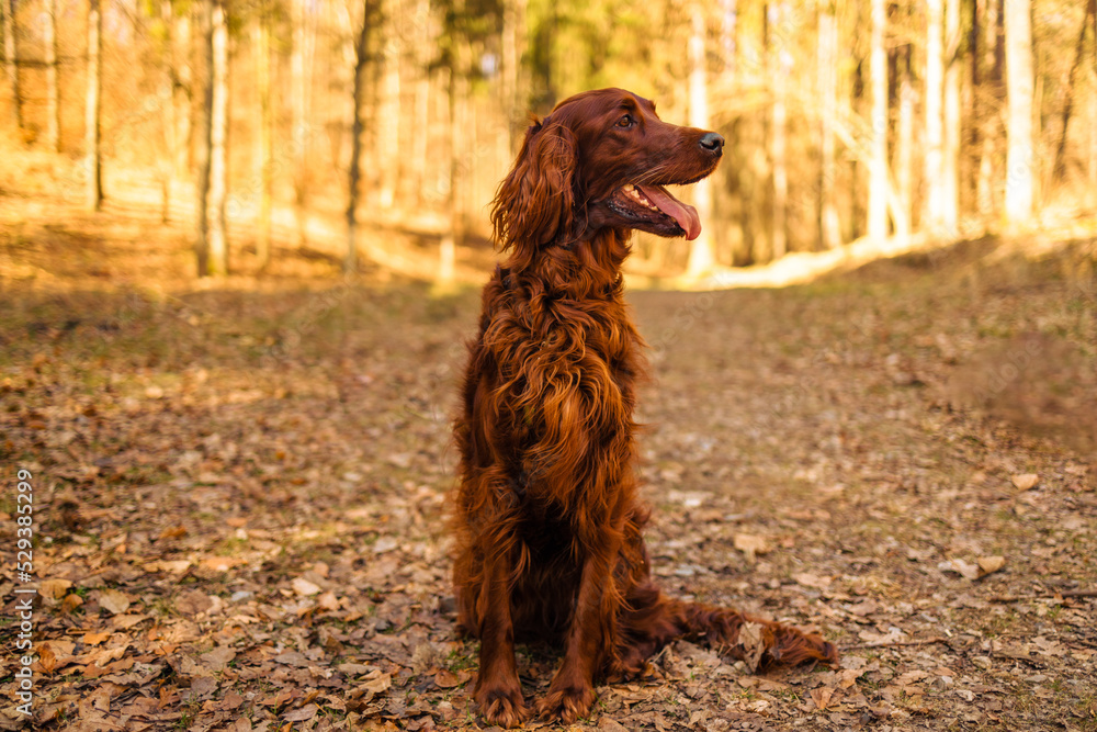 Closeup portrait of a purebred irish red setter gundog hunting dog ...