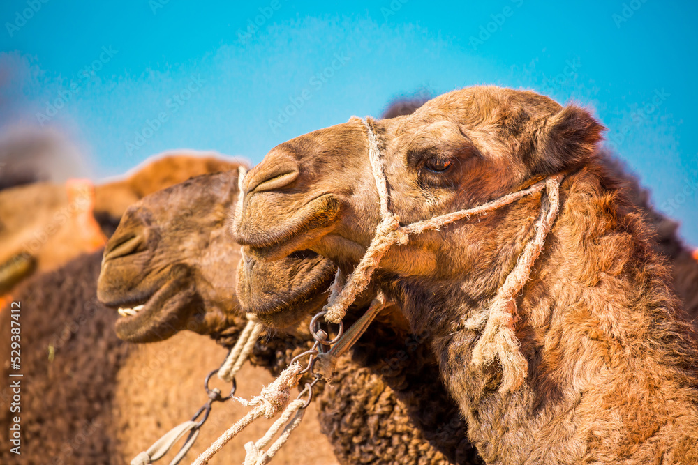 Bactrian camels in the desert. Camels harnessed to riding reins. Camel ...