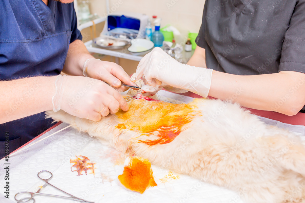 Veterinary clinic, a surgeon doctor performs an operation to remove ...