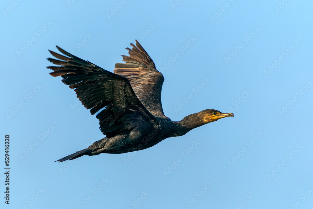 The great cormorant (Phalacrocorax carbo), known as the black shag in ...