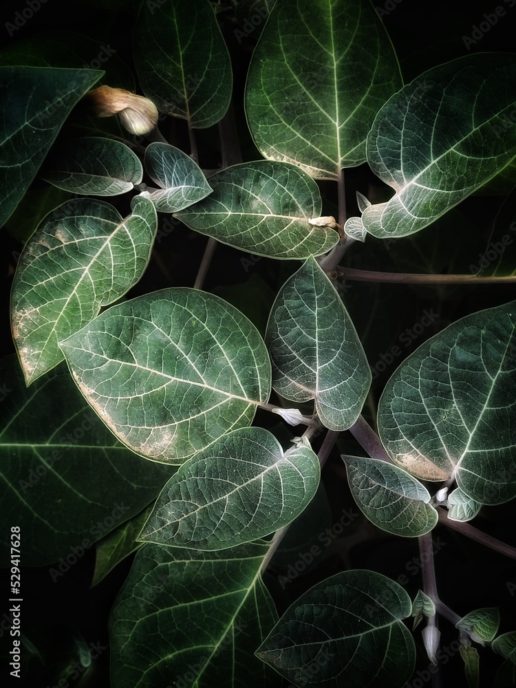 Beautiful green leaves of datura is ordinary flower. Green leaves ...