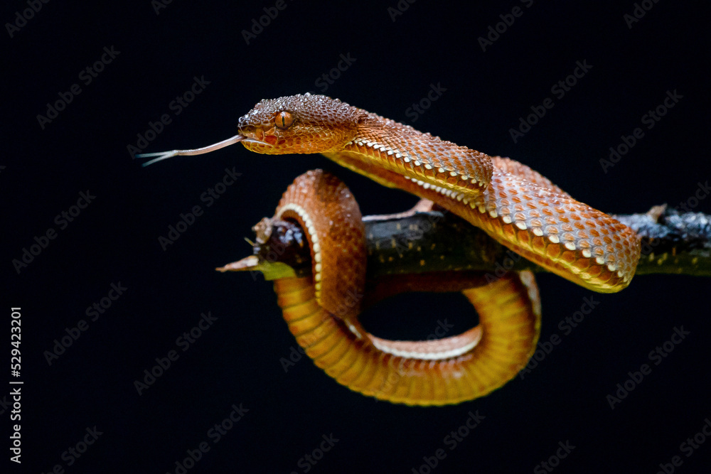 Red mangrove pit viper Trimeresurus purpureomaculatus on a branch with ...