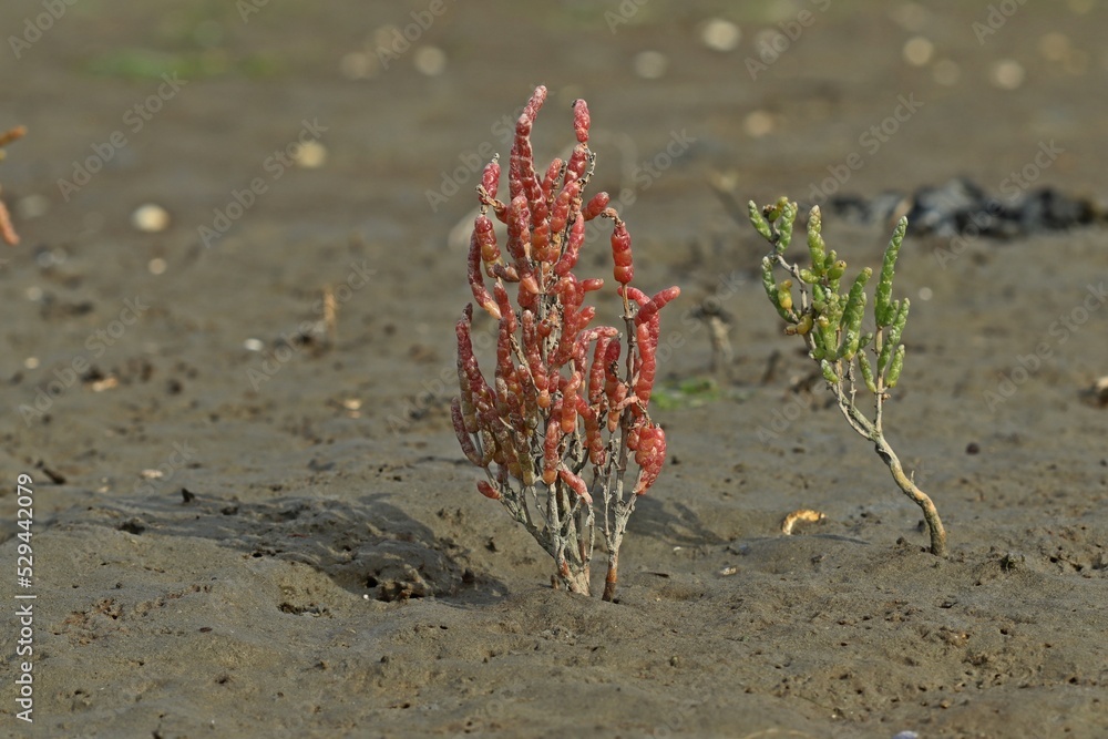 Foto de Europäischer Queller (Salicornia europaea agg.) im Nationalpark ...