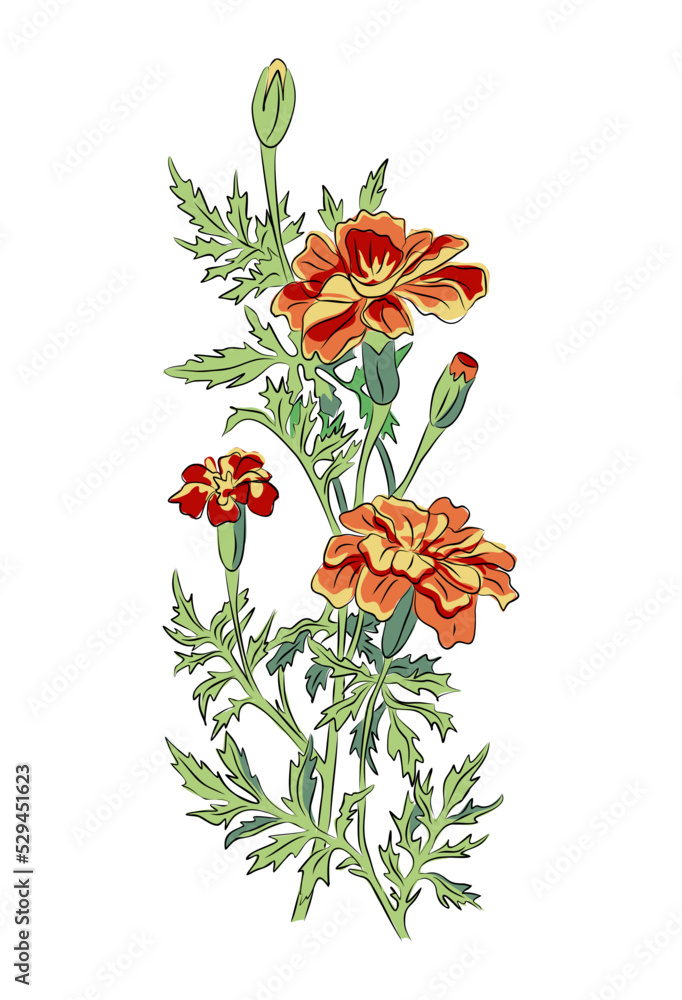 October birth month flower Marigold colorful vector illustration ...