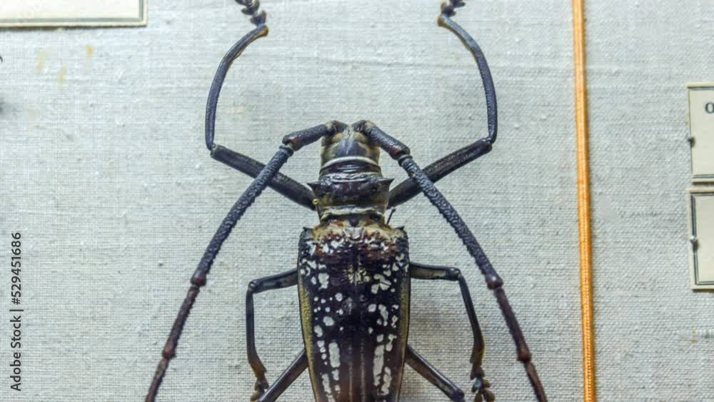 Fascinating world of incredible insects, rare entomological collection ...