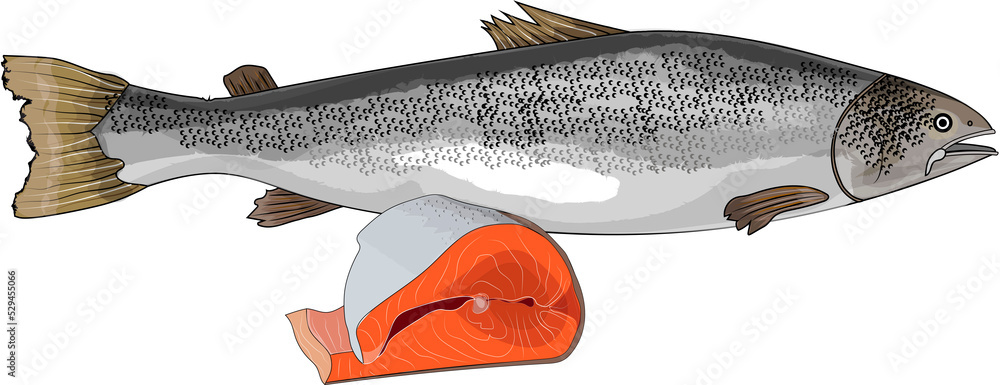 Atlantic salmon is one of the most valuable commercial fish species ...