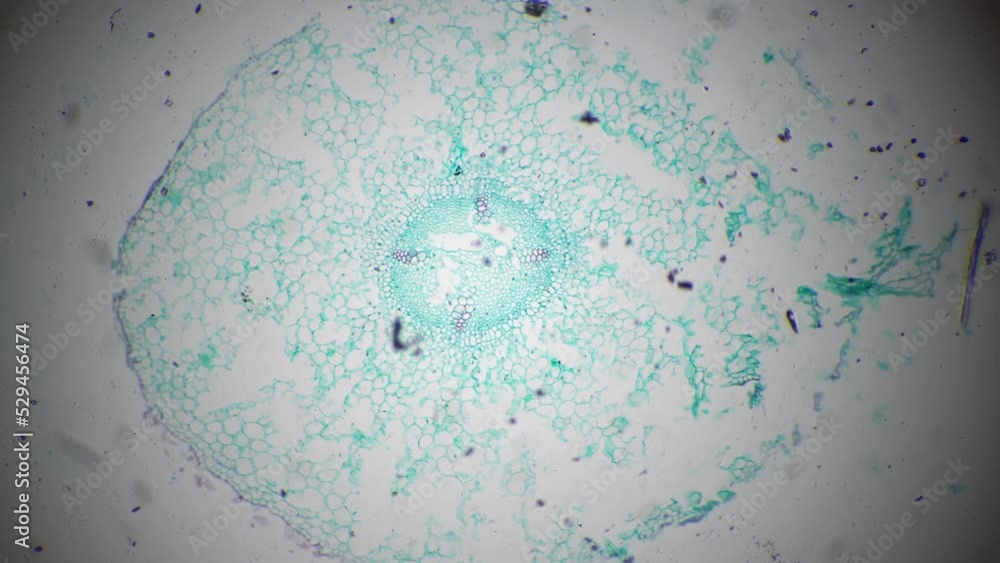Stockvideo Young root of a plant in transversal section seen through ...