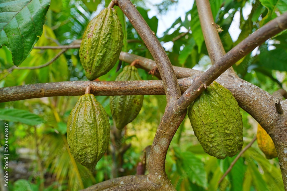 A fresh cocoa pods on a cocoa tree in the orchard. Dry cocoa beans are ...