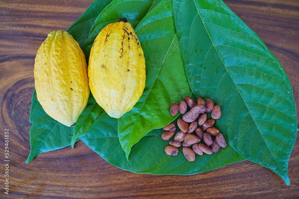 A fresh cocoa pods and beans on the cocoa leaf. Dry cocoa beans are the ...