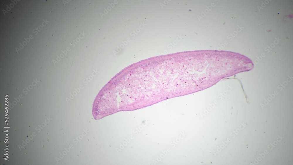 Microscopic footage of Planaria in transversal section 40x filmed on ...