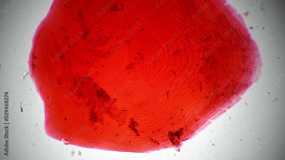 Microscopic sample 40x with fish scale whole mount filmed by special ...