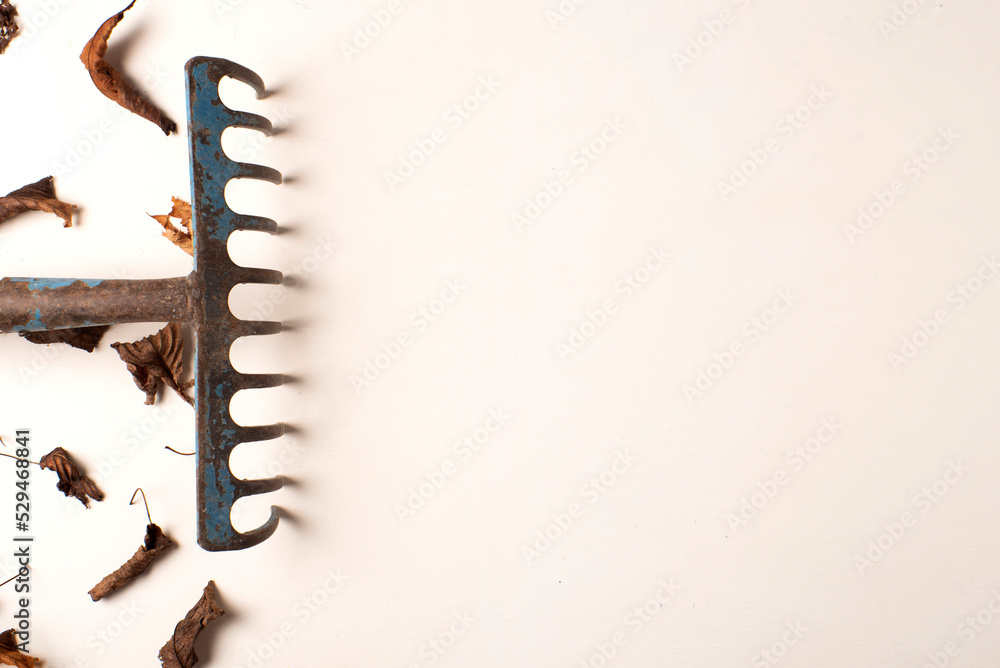 ojas secas caducas caidas, un rastrillo limpiando, fotografía de ...