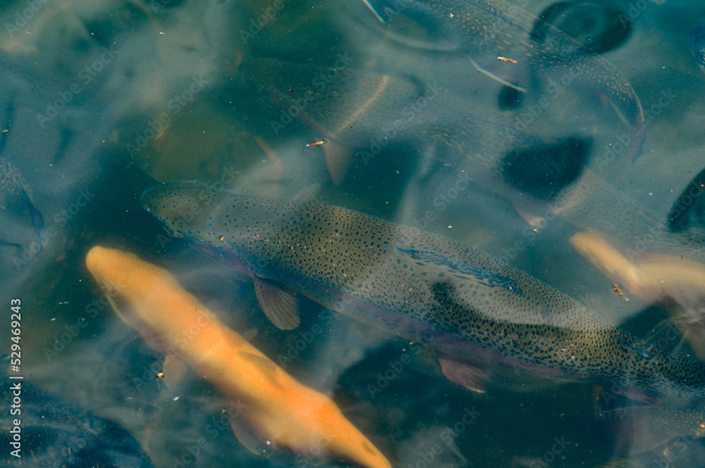 Karelian and golden trout swim in mountain rivers, artificial breeding ...