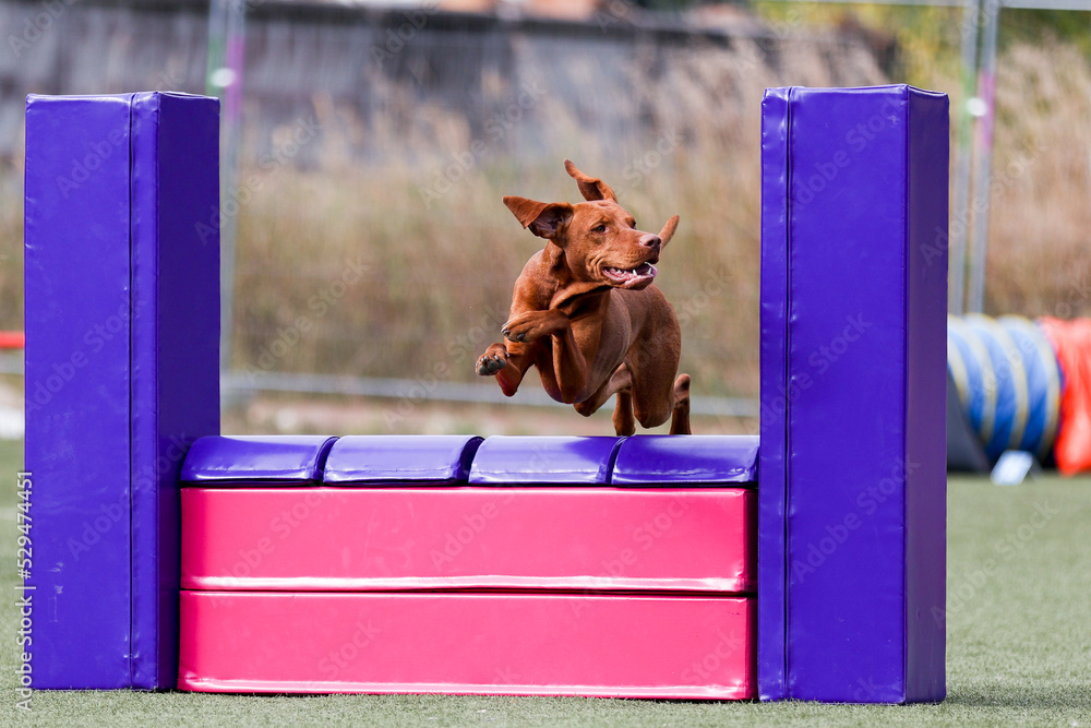 Fast and crazy sable red Hungarian Vizsla running dog agility course at ...