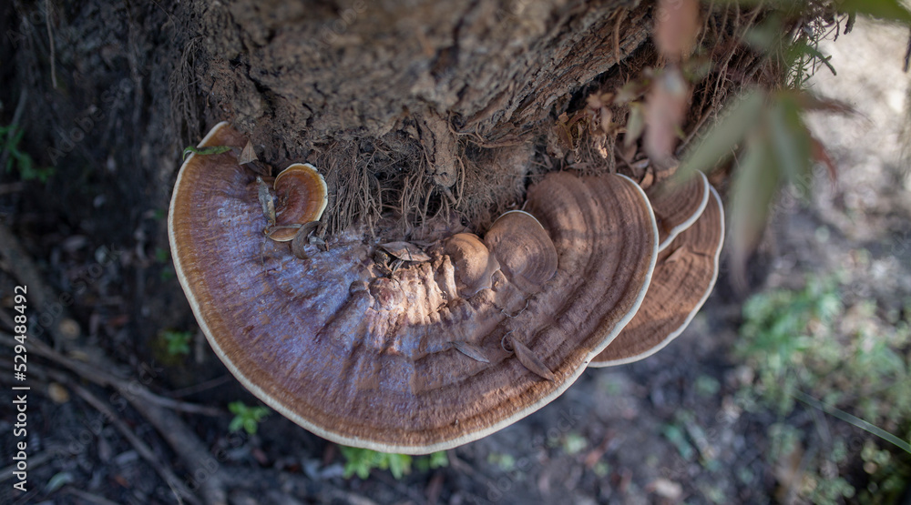 signs of death on trees, tree fungus, fungal diseases drying on trees ...