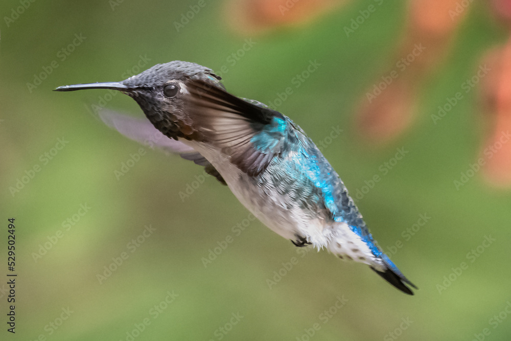 Bee hummingbird - Mellisuga helenae - female in flight with green ...