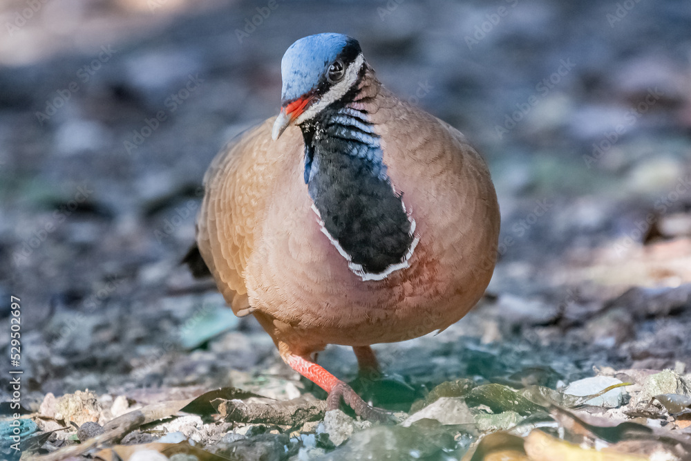Blue-headed quail-dove or blue-headed partridge-dove - Starnoenas ...