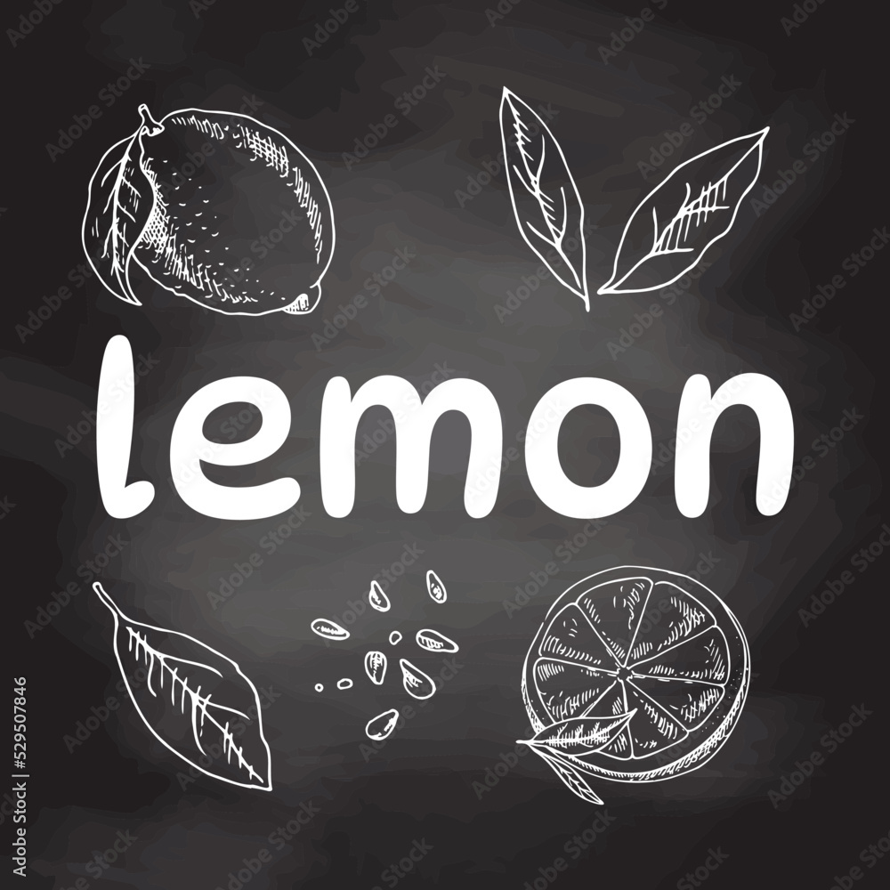 Vector hand drawn lemon set. Whole lemon, sliced pieces, half, leaf and seed sketch. White ...
