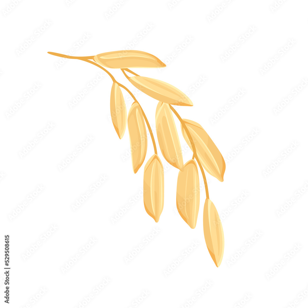 Rice plant isolated on white background. Ear of paddy rice. Vector ...