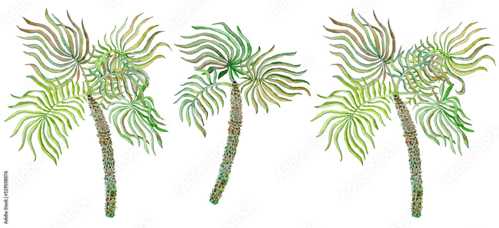 Set of watercolor painted savannah and jungle plants. Hand painted palm ...