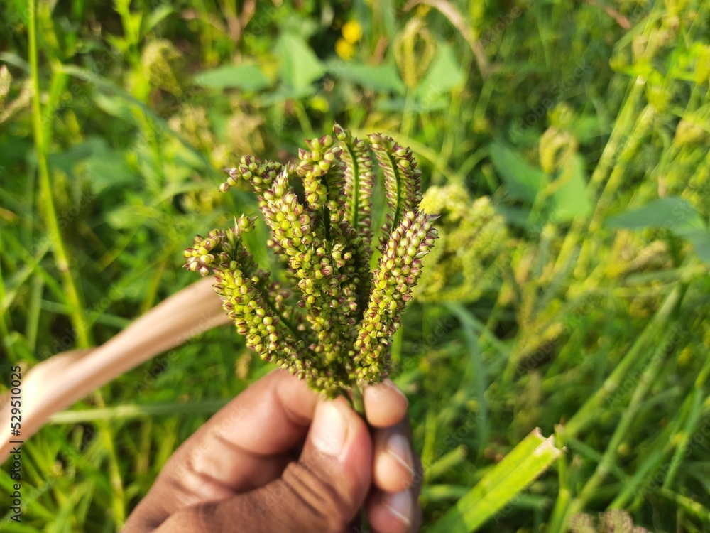 Eleusine coracana or finger millet plants. It is called Ragi and madua ...