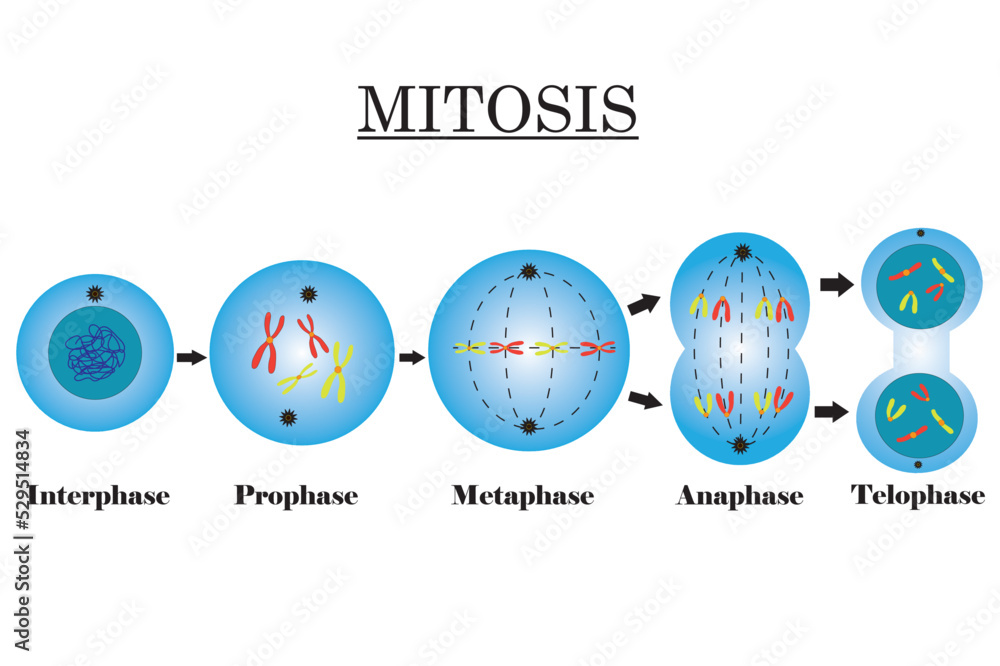 Stockvector Stages Of Cell Division Mitosis Of Cells With Chromosomes