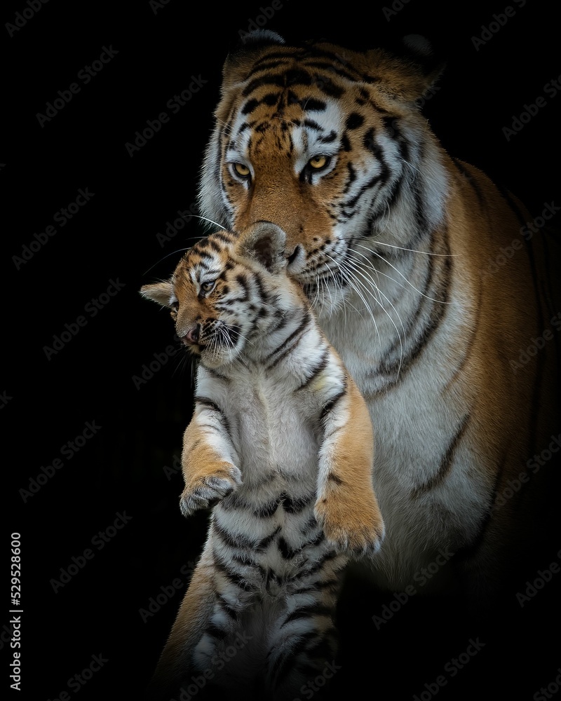 Vertical portrait of a Siberian tiger with its cub isolated on a black ...