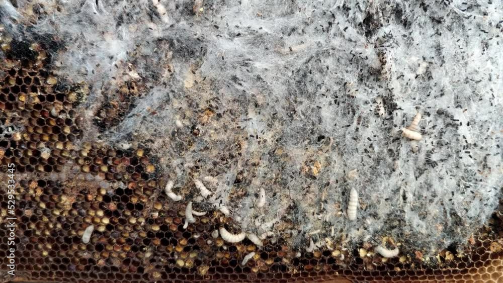 Big and small larvas of wax moth raising in old honeycombs,close up ...