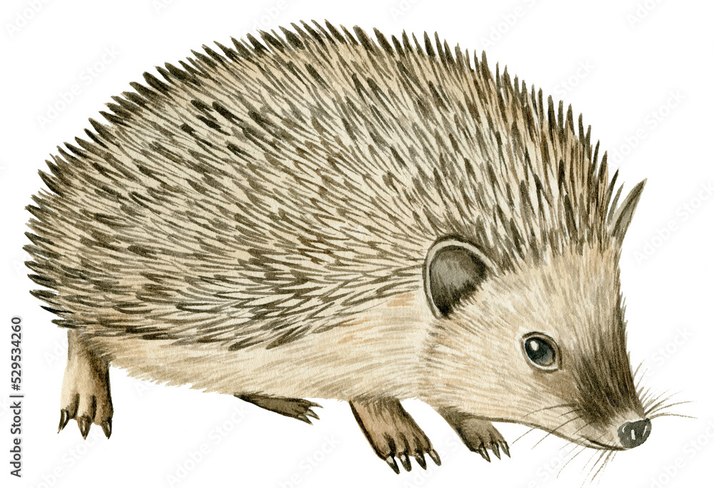 Hand drawn watercolor illustration with european hedgehog isolated on ...