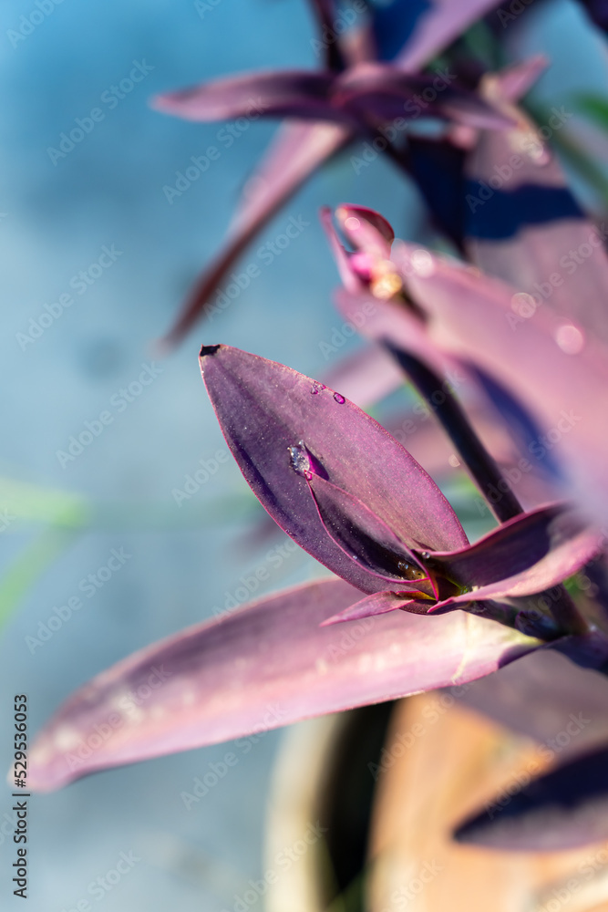 Tradescantia pallida is a species of spiderwort similar to T ...