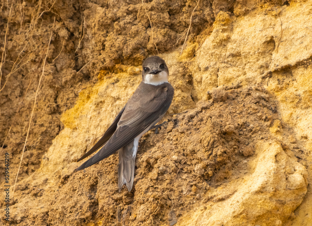 Bird black Common swift sits on a ledge of a sandy cliff close-up Stock ...