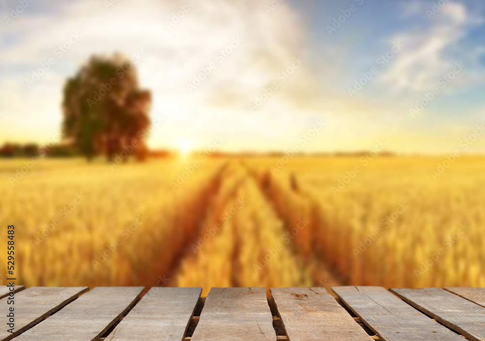 Wooden table top on blur wheat field background in daytime.Harvest rice ...