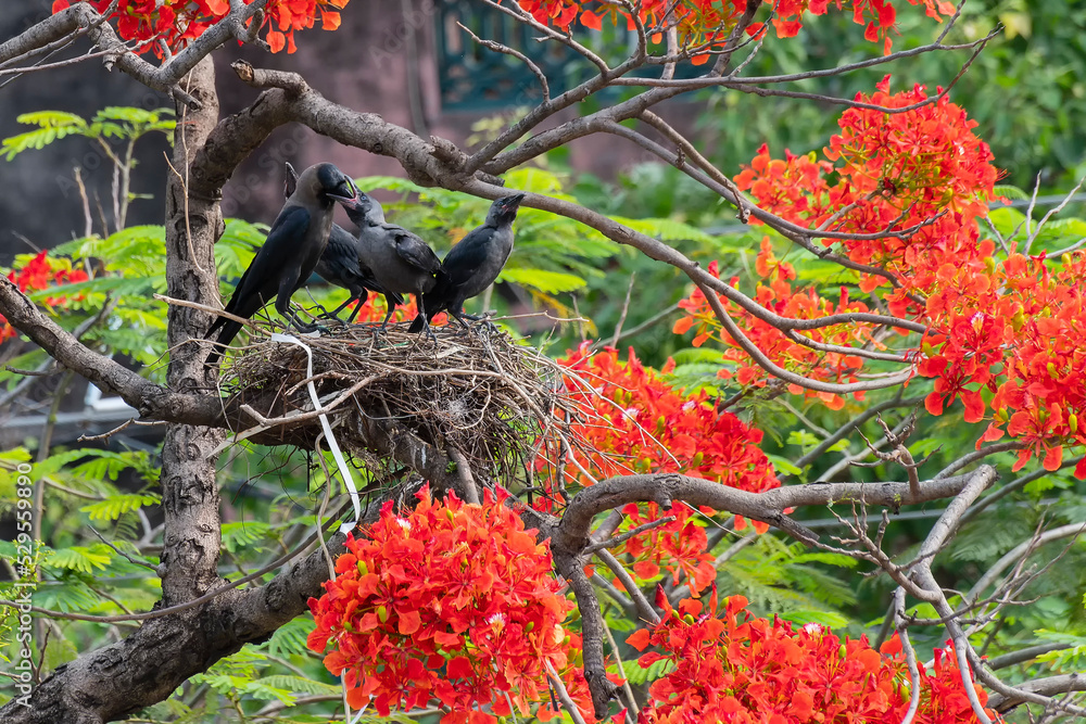 Mother House crow (Corvus splendens) bird feeding baby and juvenile ...
