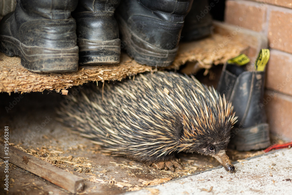 Native echidna animal out and about during mating season amongst farm ...