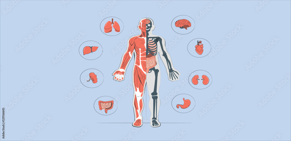 lymphatic and immune system concept. Thymus, liver, appendix and tonsil ...
