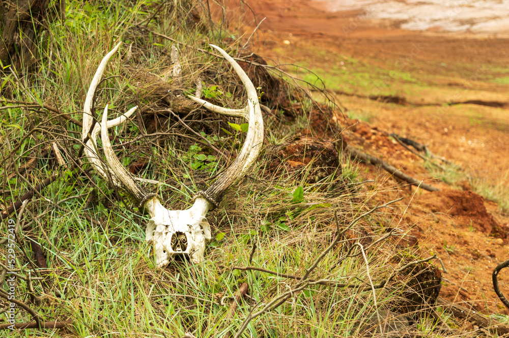 Foto de Deer antlers are made of bones that grow and shed every year ...