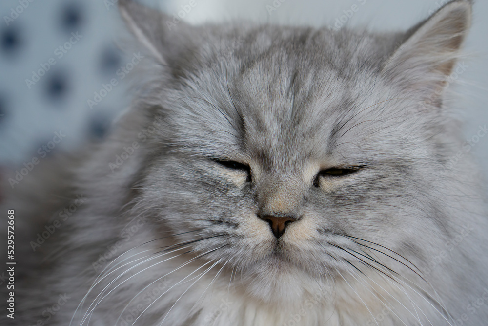Grey Chinchilla Persian
