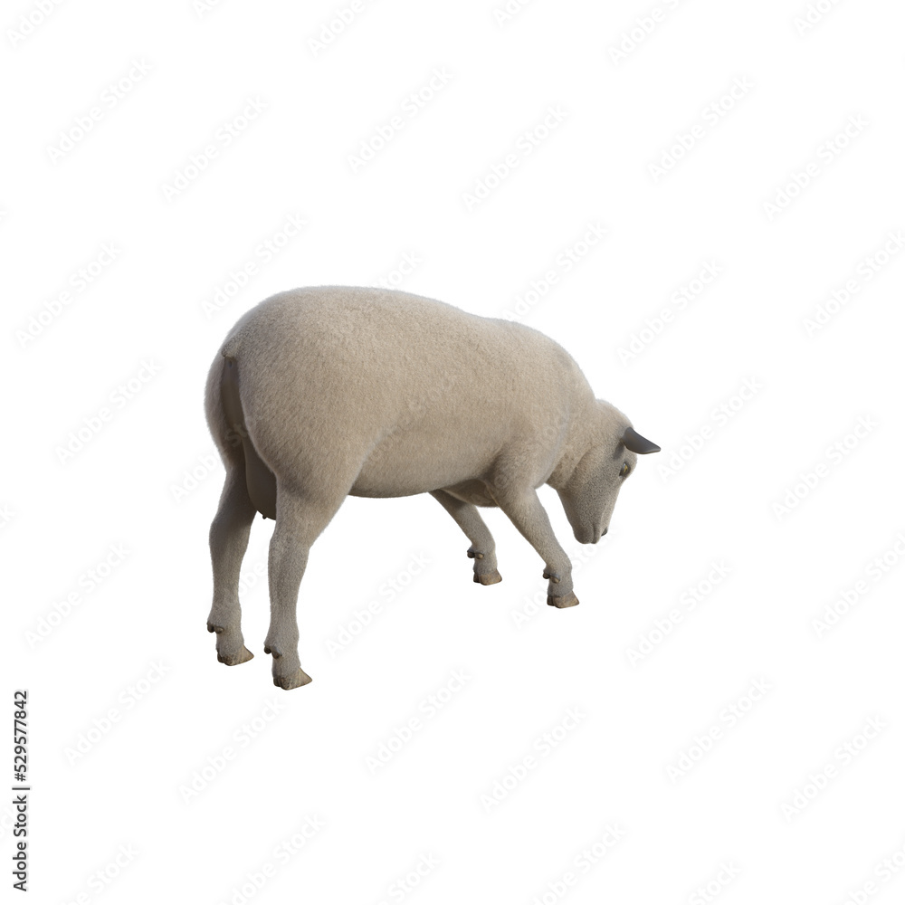 Sheep photorealistic in different poses on transparent background. 3D ...
