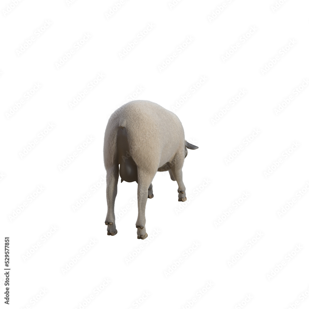 Sheep photorealistic in different poses on transparent background. 3D ...