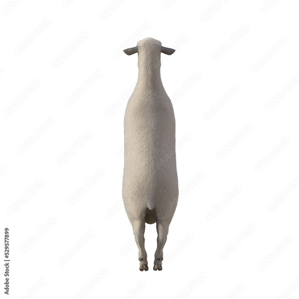 Sheep photorealistic in different poses on transparent background. 3D ...