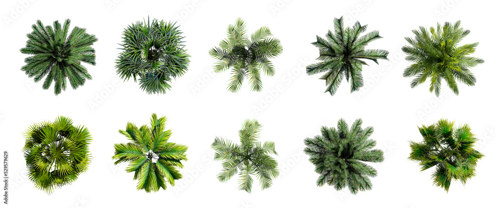 Collection of 3D Top view Green Palm Trees Isolated on PNGs transparent ...