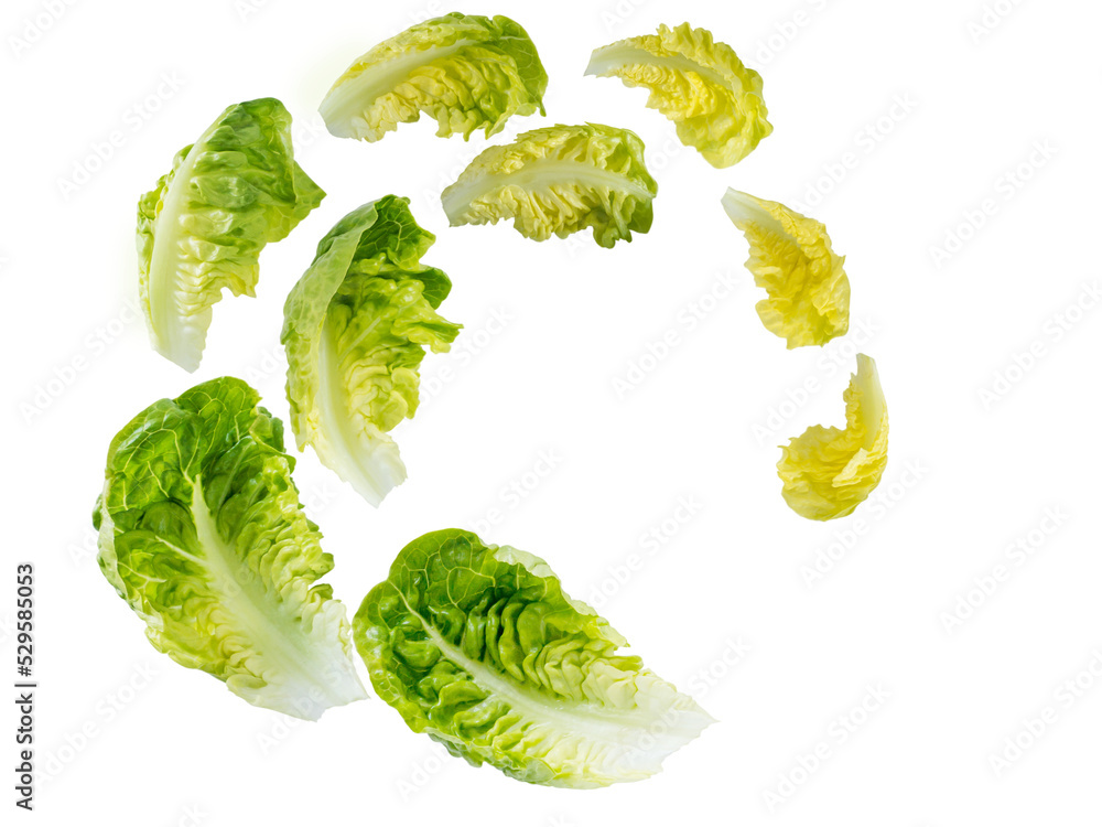 Spiral flying heap of green baby cos lettuce salad leaves isolated ...