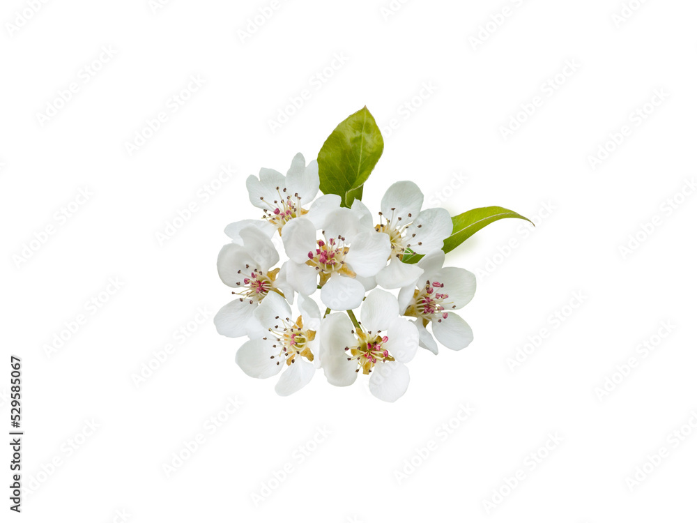 Apple tree flowers with leaves isolated transparent png. Stock Photo ...