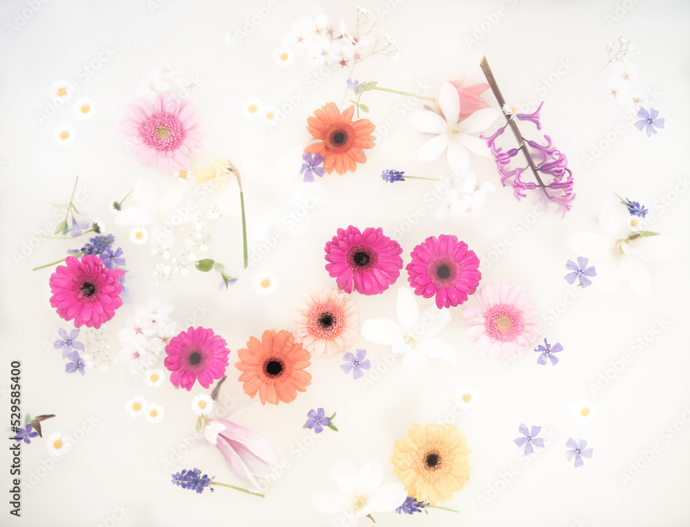 abstract floral background with floating flowers in water and milk ...