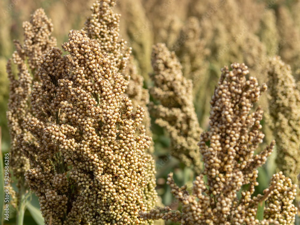 Sorghum close-up on the field, natural background. The sorghum crop is ...