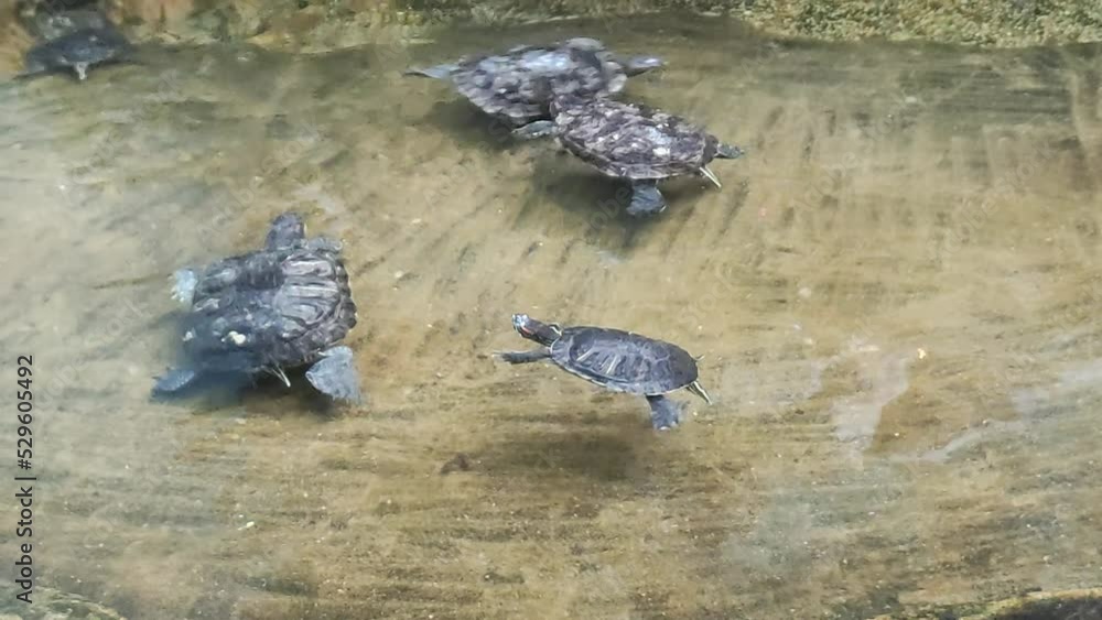 Four turtles are swimming in clear water. Small turtles in a small pond ...