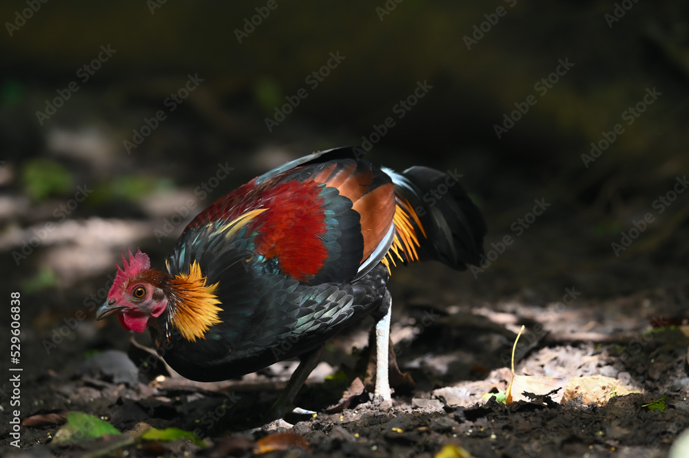 Bantamese, but has a slimmer body There are only one body color. Which ...