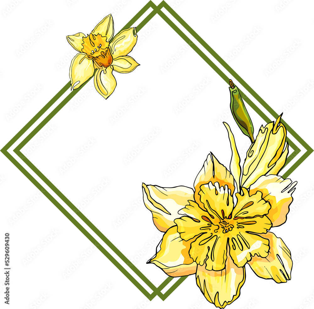 Frame flower hand drawn. Narcissus. Illustration plants for wedding ...