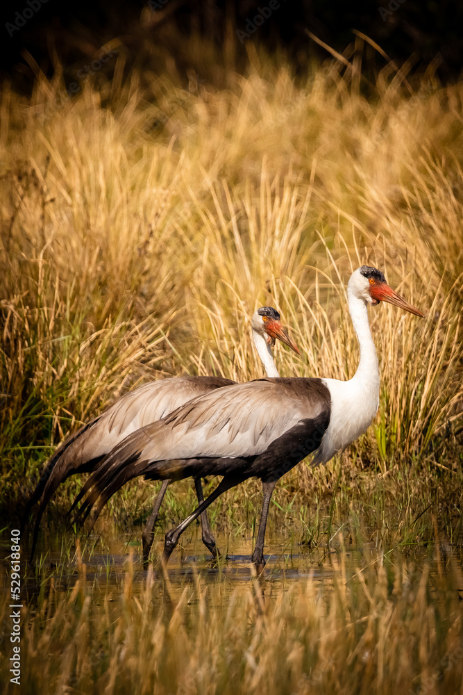A pair of wattled cranes walking in the magical Okavango Delta in ...